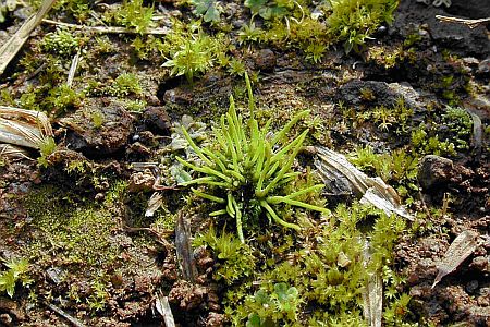 Bryophyte Ecology Archives | Biological Sciences Blog