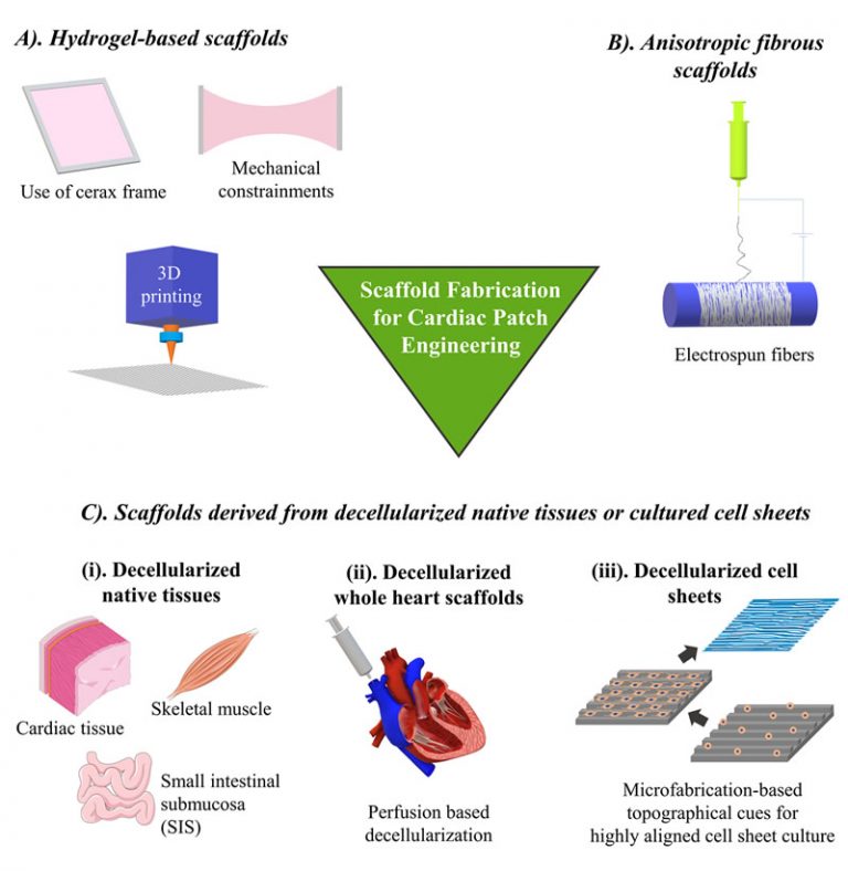 Invited Review of Scaffold Materials for Cardiac Tissue Engineering ...