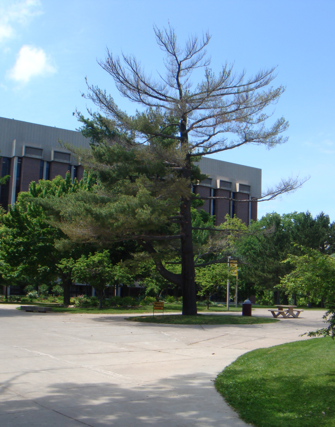 Which Came First: the Campus or the Tree? | CFRES Blog